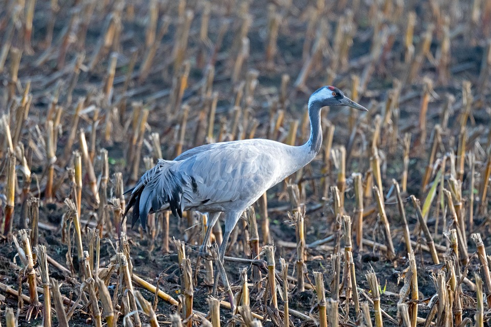 Oiseau Grue Champ De Blé - Photo gratuite sur Pixabay