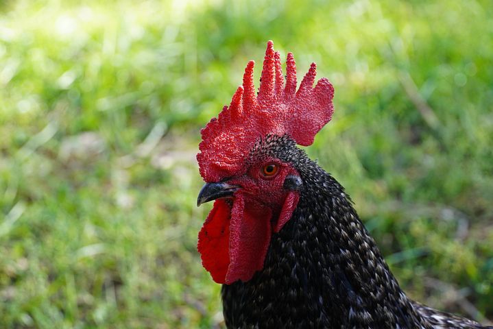 100+ Free Gallo & Bird Images - Pixabay