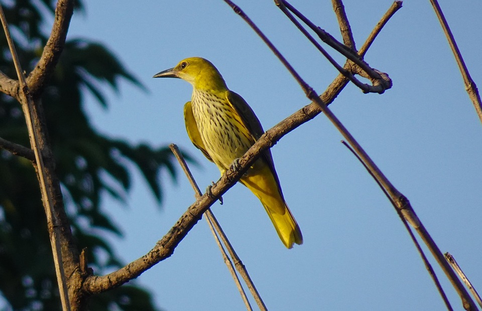 Indische Pirol Vogel Zweig Oriolus - Kostenloses Foto auf Pixabay