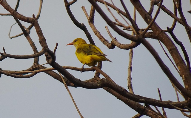 Indian Golden Oriole Female Bird - Free photo on Pixabay - Pixabay