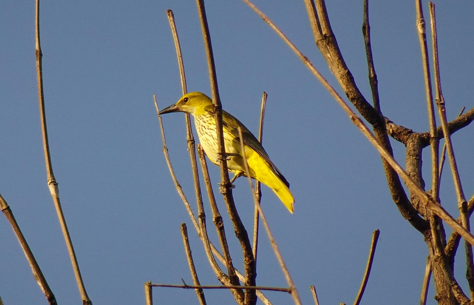 Indian Golden Oriole Bird Female - Free photo on Pixabay