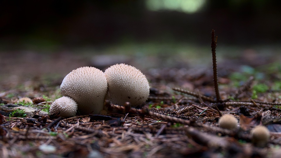 Wallpaper Hd Fungus - Free photo on Pixabay