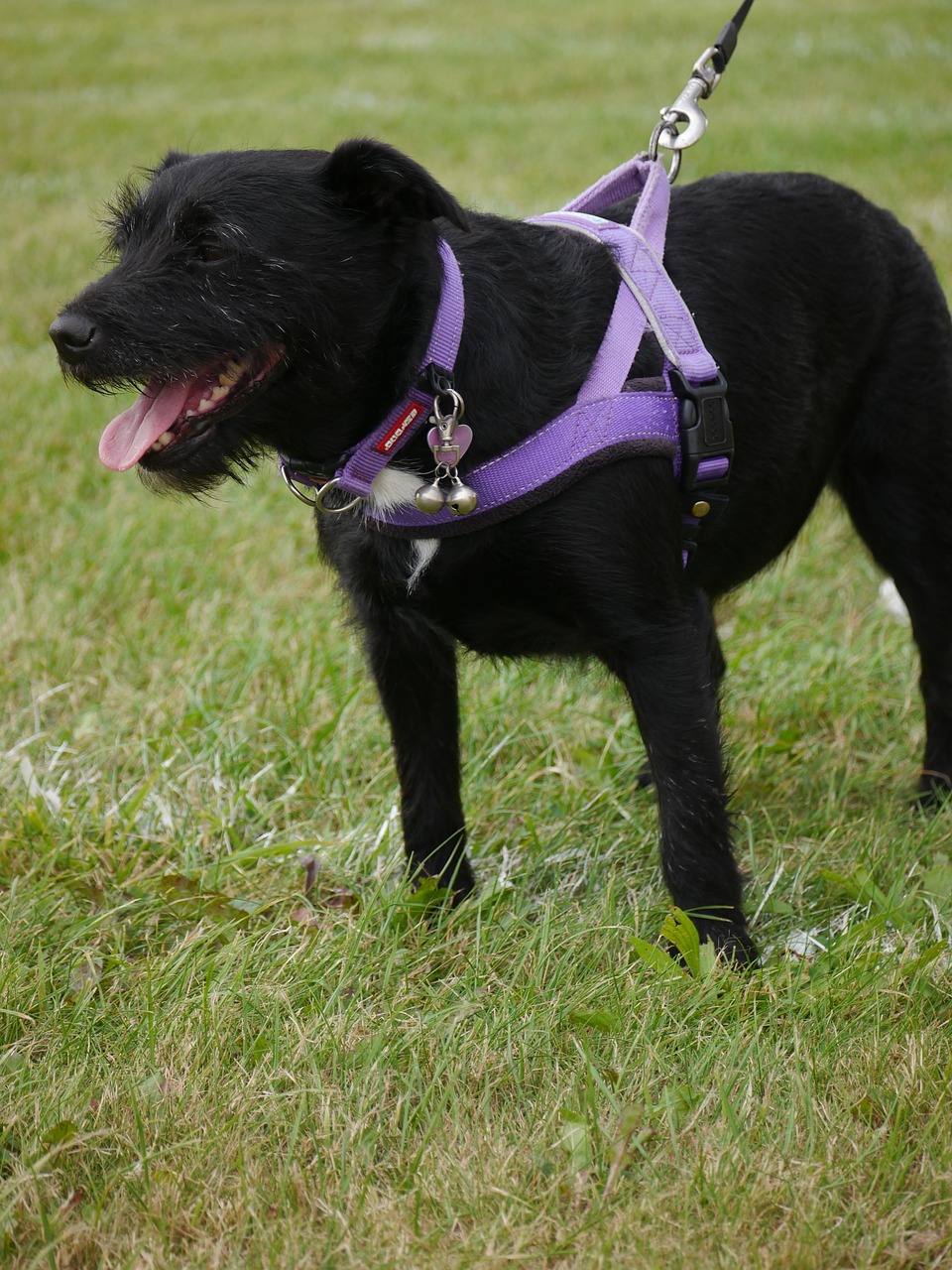 60+ Free Terrier Mix & Dog Images - Pixabay