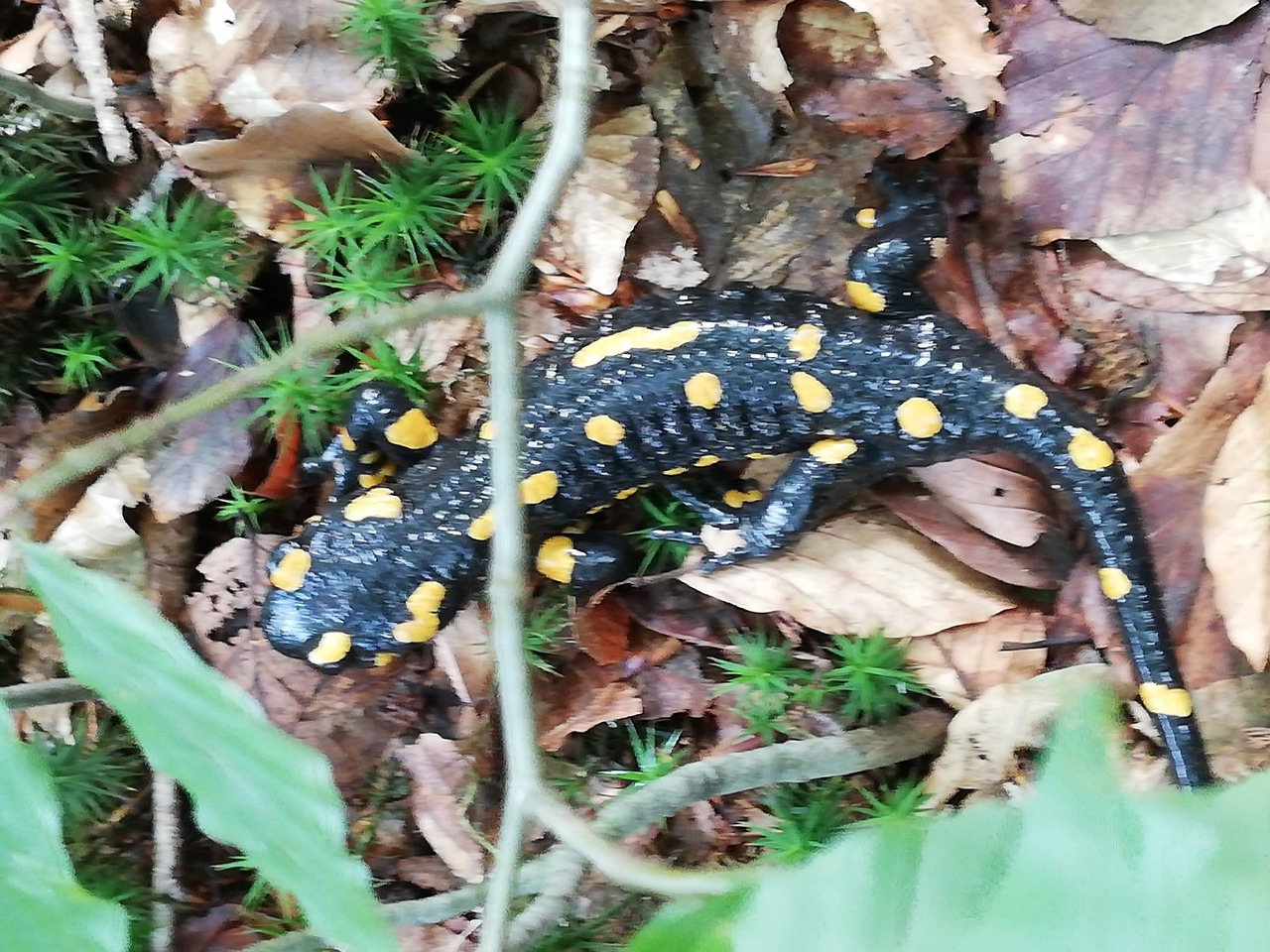 Salamander Reptile Forest - Free photo on Pixabay - Pixabay