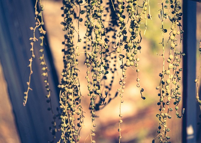 Flora Leaves Plant - Free photo on Pixabay - Pixabay