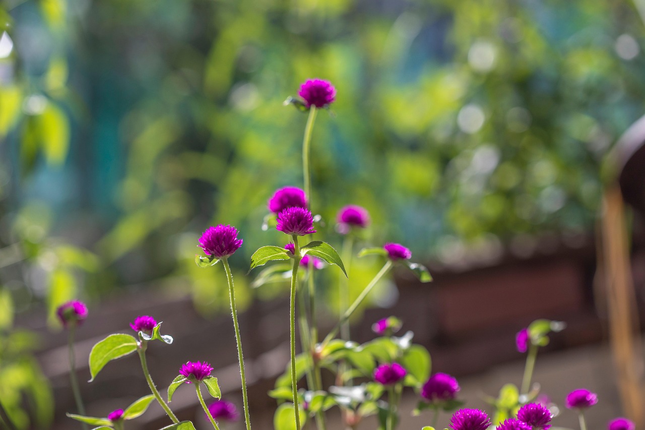 Cheon Il Hong Flower Plant - Free photo on Pixabay - Pixabay