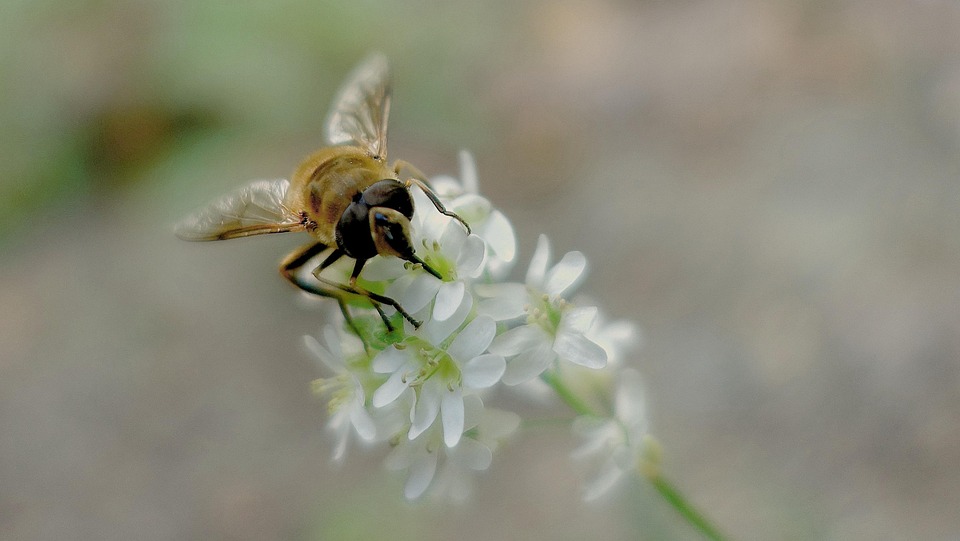 Insect Hoverfly Flower - Free photo on Pixabay - Pixabay