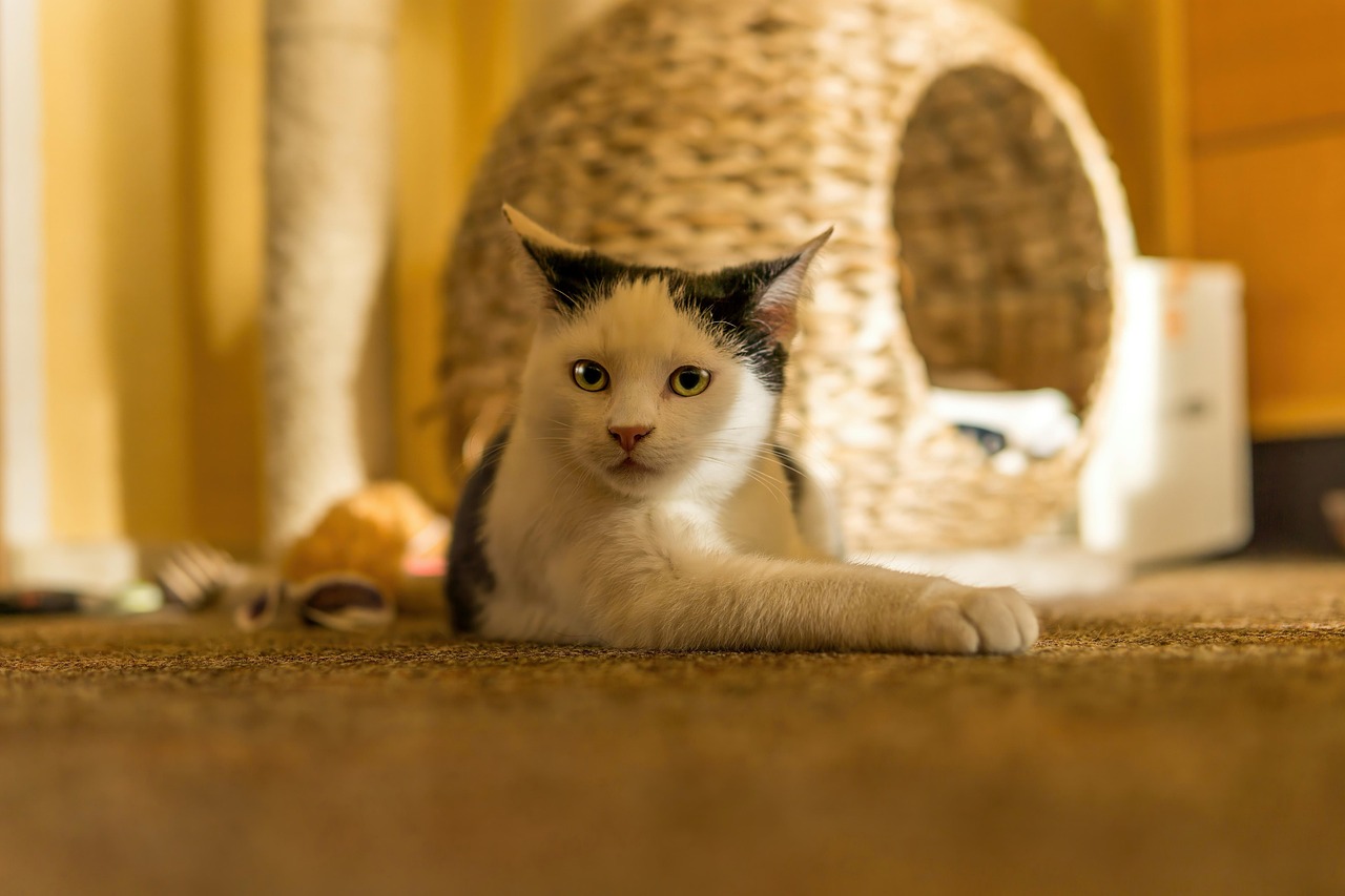European Shorthair Chat Chaton - Photo gratuite sur Pixabay - Pixabay