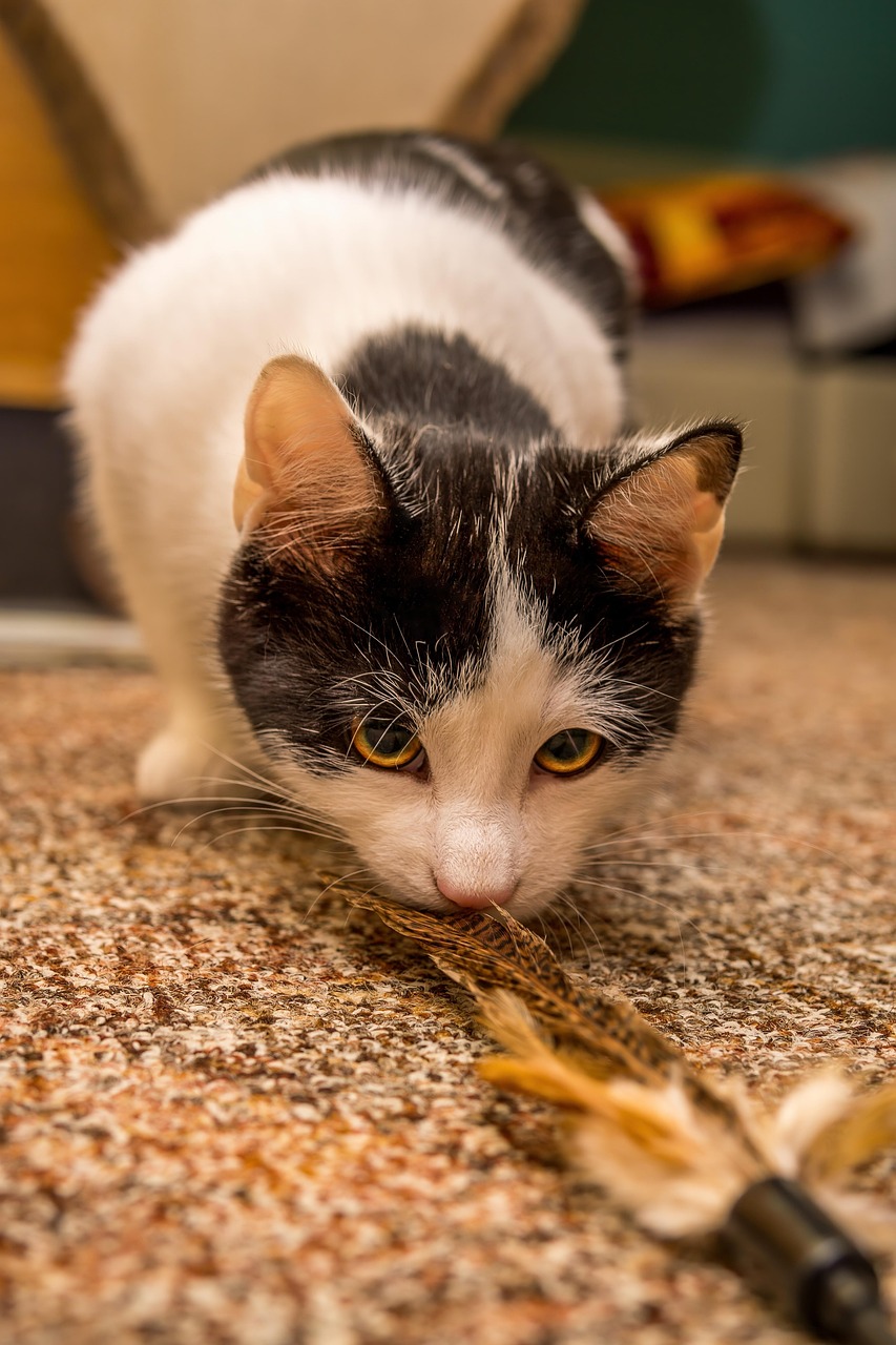 European Shorthair Chat Chaton - Photo gratuite sur Pixabay - Pixabay