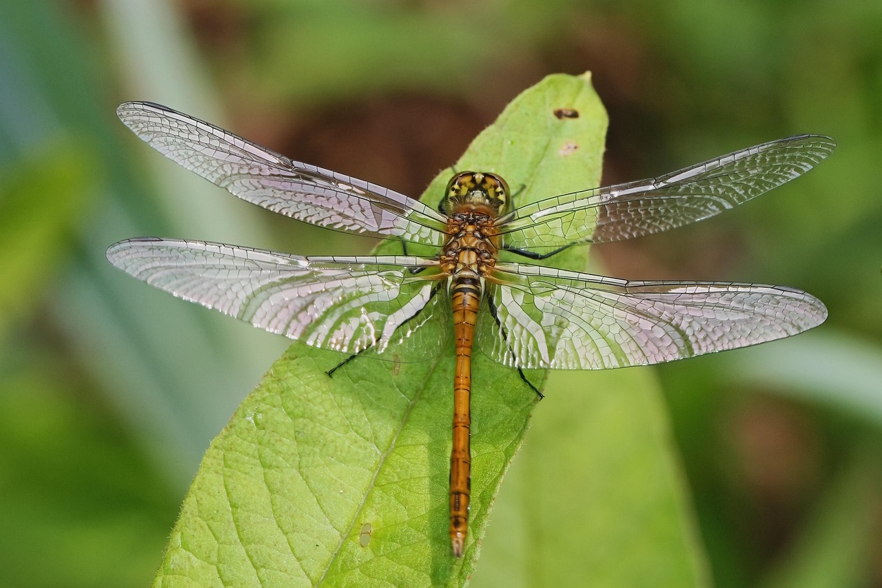 6,000+ Free Dragonfly & Nature Photos - Pixabay