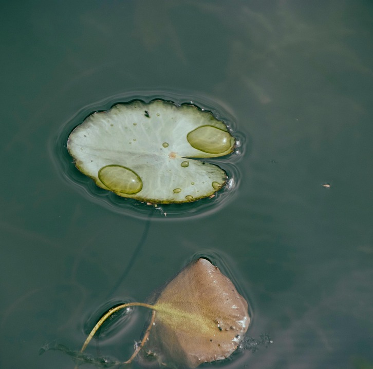 Lotus Plant Water Lily - Free photo on Pixabay