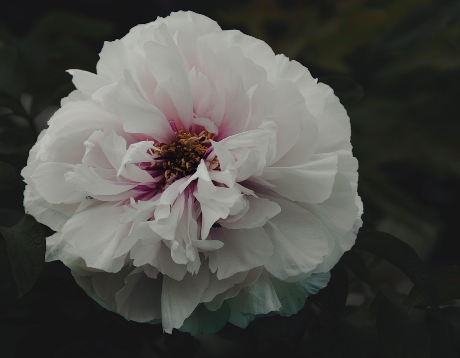Peony Flower Plant - Free photo on Pixabay