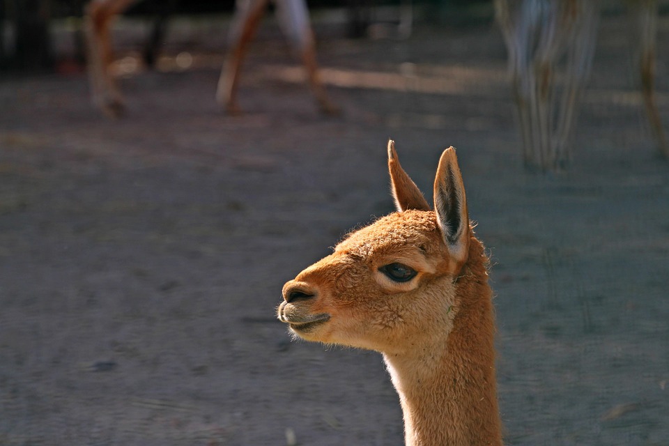 Lama Satwa Mamalia - Foto gratis di Pixabay