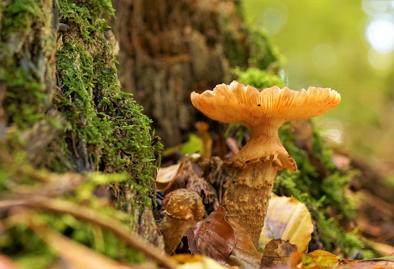 Mushrooms Forest Nature - Free photo on Pixabay