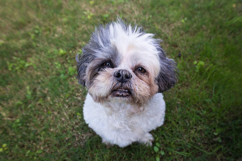 Dog Pet Canine - Free photo on Pixabay