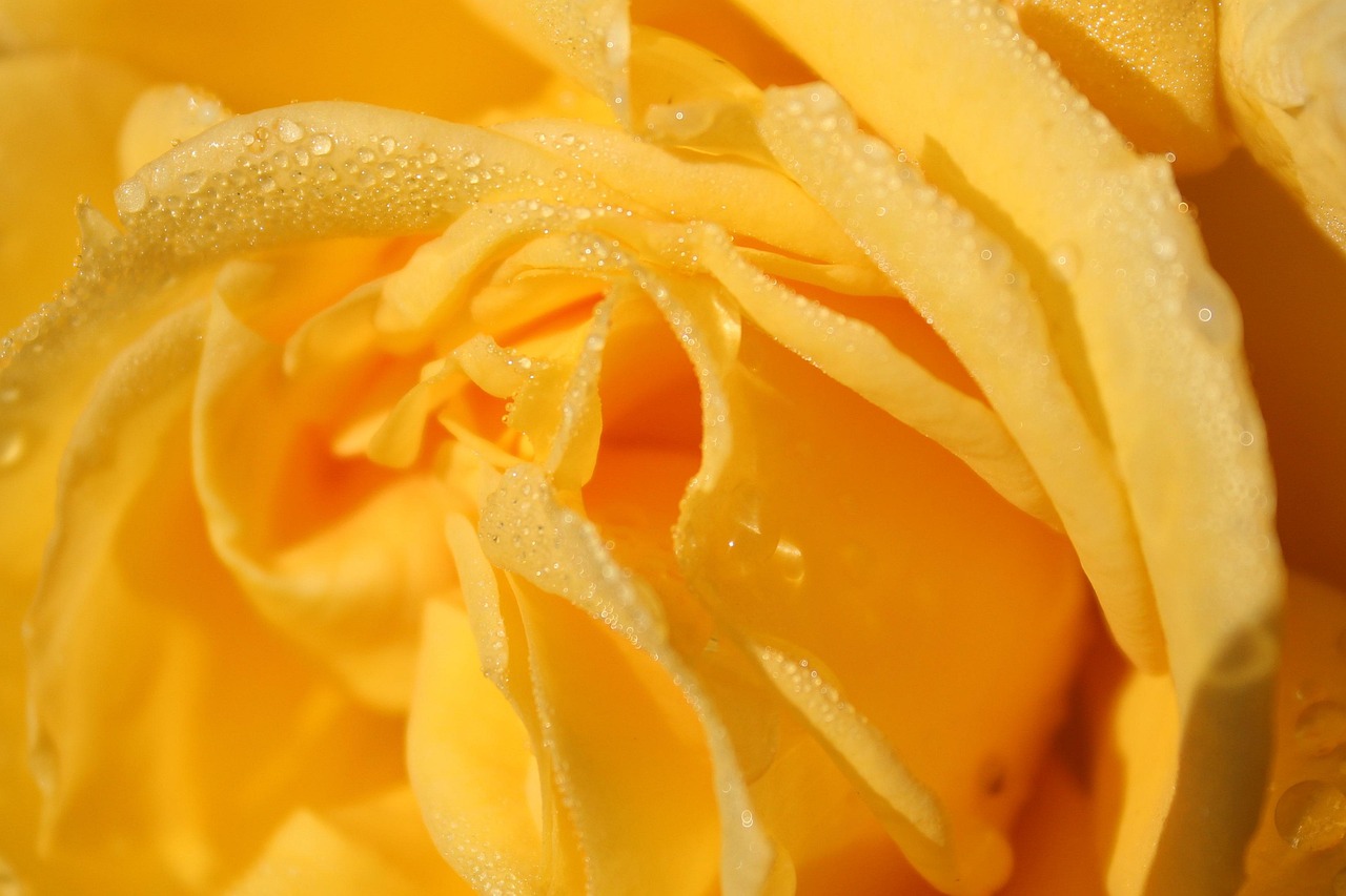 Rose Petal Drops Free Photo On Pixabay Pixabay
