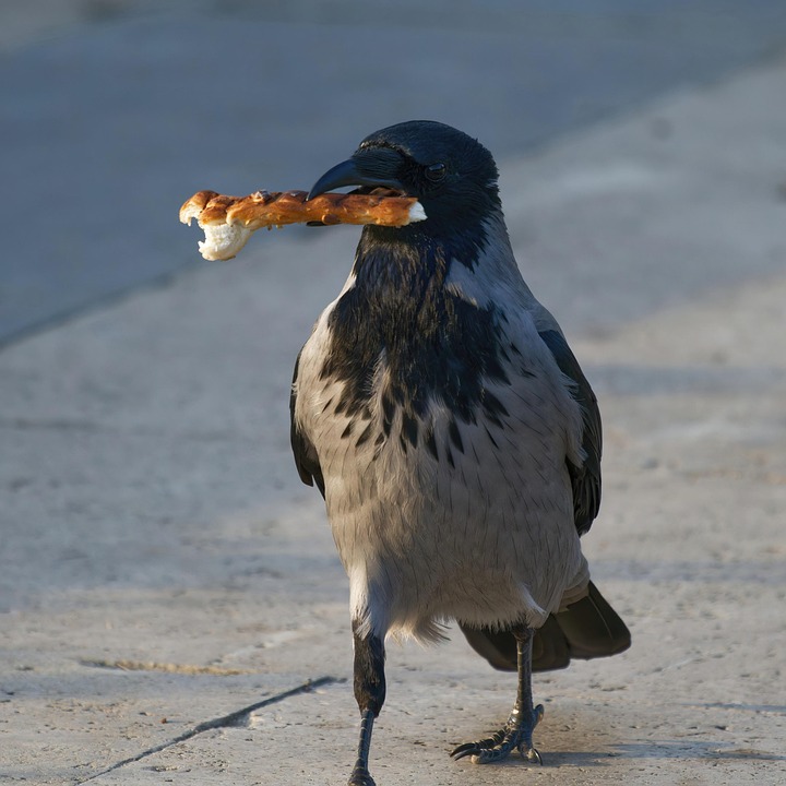 Bird Crow Corvid - Free photo on Pixabay