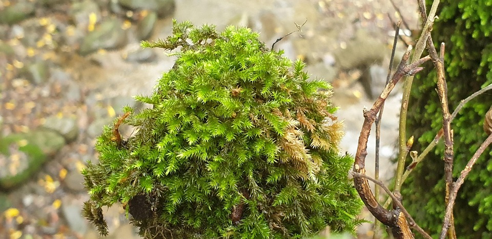 Nature Mousse Région Sauvage - Photo gratuite sur Pixabay - Pixabay