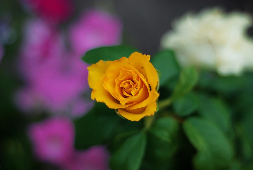 Rose Fleur Flore - Photo gratuite sur Pixabay - Pixabay