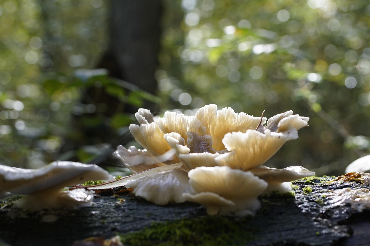 Autumn Sunshine Forest - Free photo on Pixabay - Pixabay