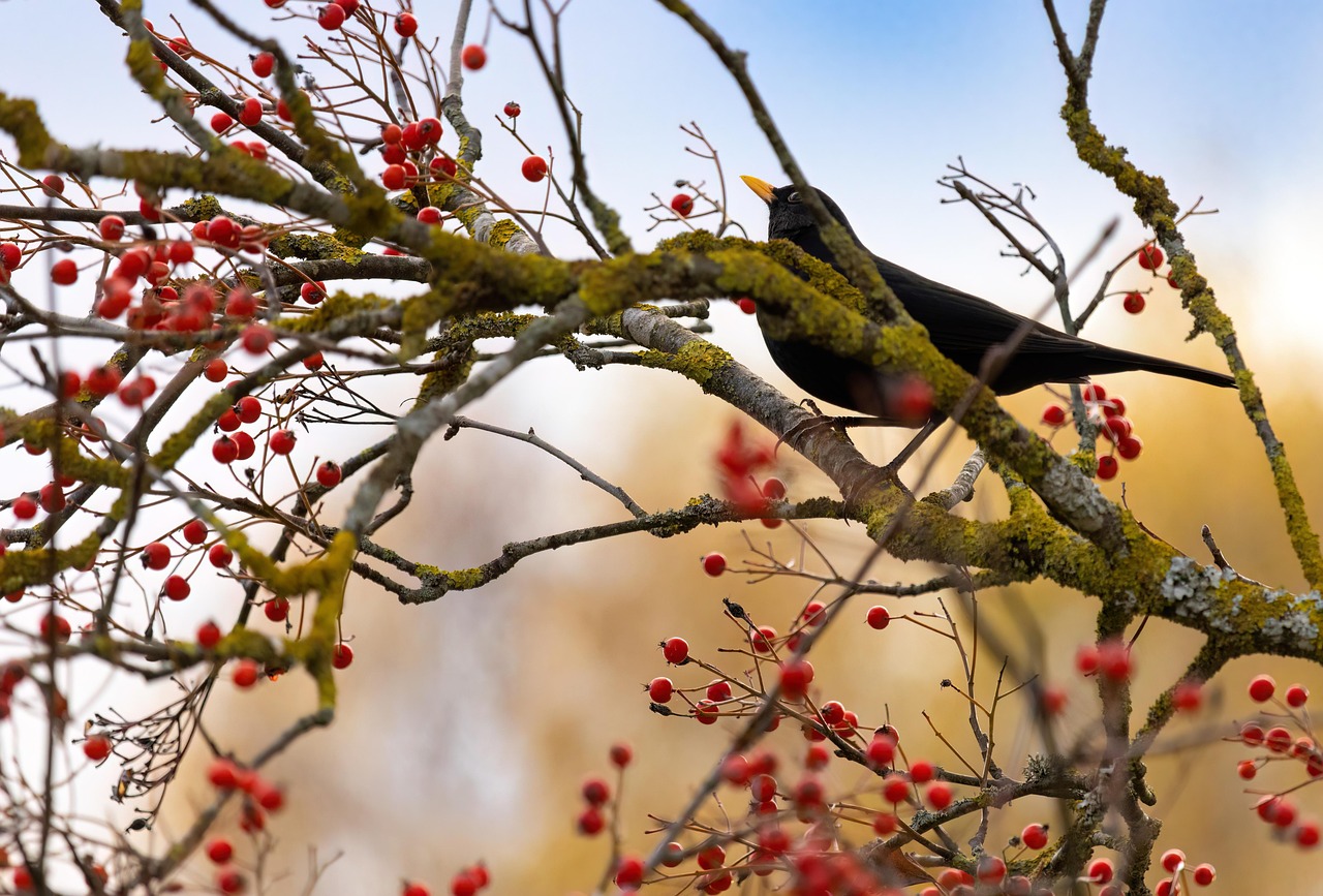 Autumn Rowan Sorbus - Free photo on Pixabay