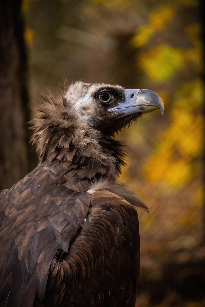 Meer dan 40 gratis afbeeldingen van Chien Griffon Korthals en Dier ...