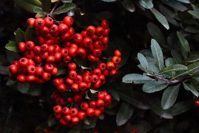 Fire Thorn Autumn Bush - Free photo on Pixabay