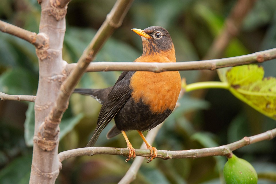 Nature Bird Blackbird - Free photo on Pixabay