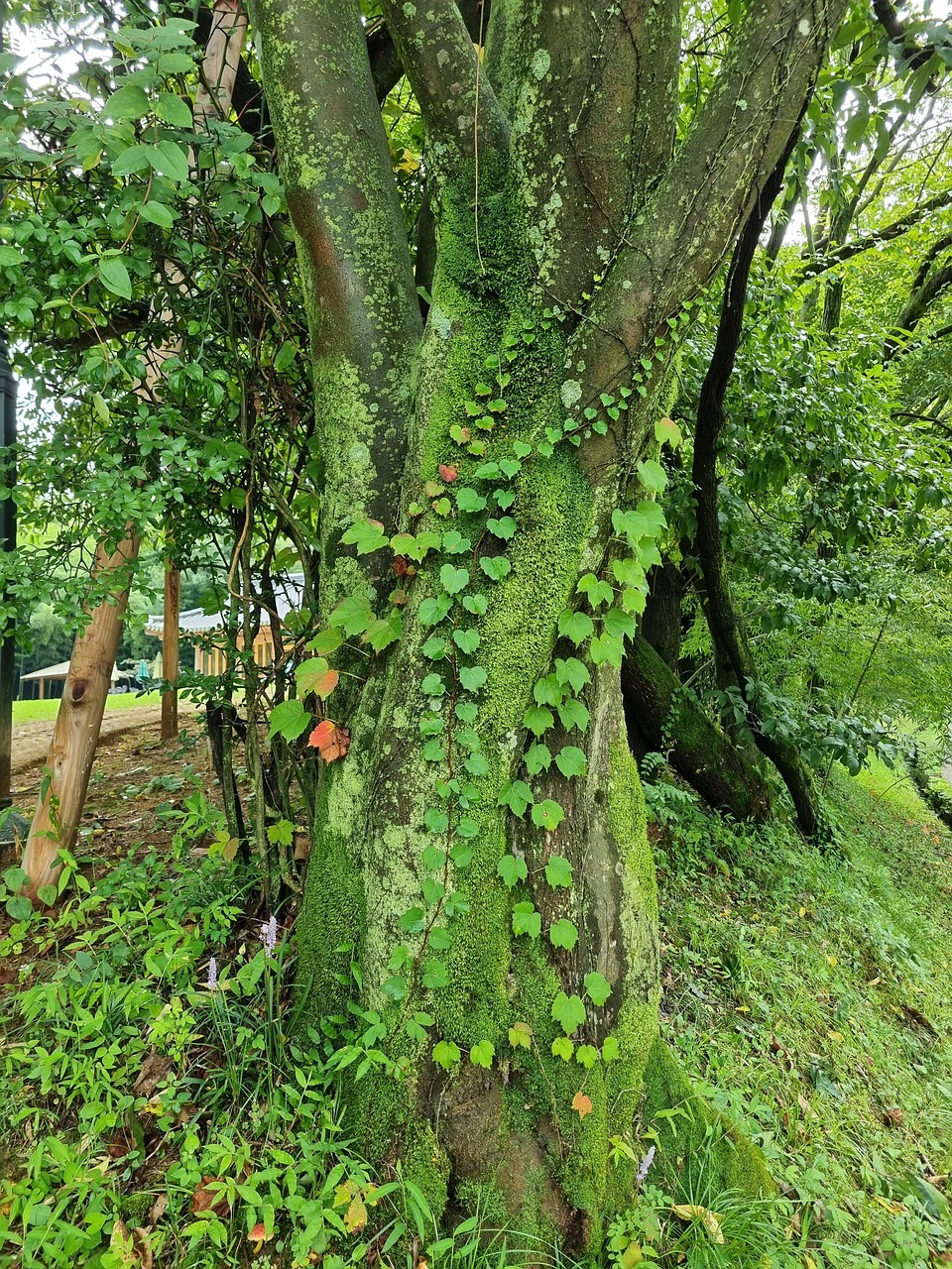 Republic Of Korea Tree Forest - Free photo on Pixabay - Pixabay