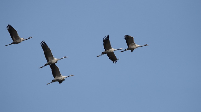 Crane Bird Flying - Free photo on Pixabay