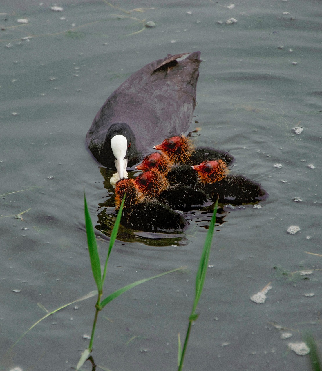 Lake Birds Ornithology - Free photo on Pixabay - Pixabay