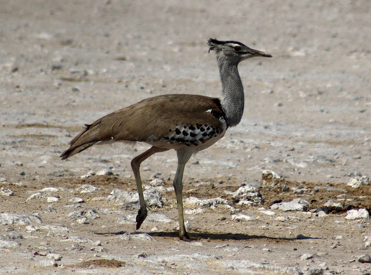 Bustard Ratite Etosha - Free photo on Pixabay