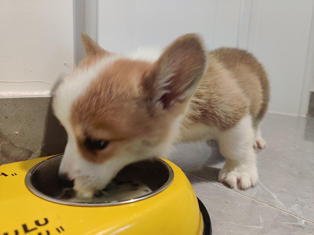 Filhote De Cachorro Corgi Bicho - Foto gratuita no Pixabay - Pixabay