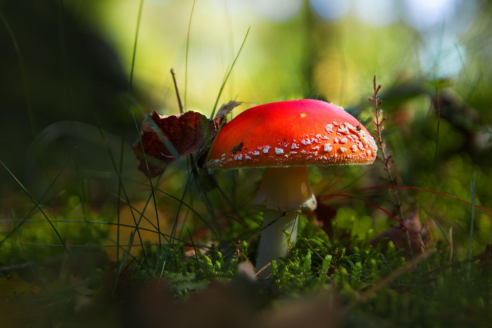 Toadstool Fall Close Up Wild - Free photo on Pixabay
