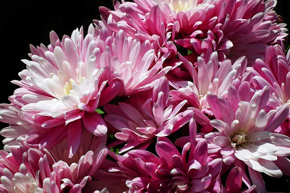 Chrysanthemums Flowers Garden - Free photo on Pixabay