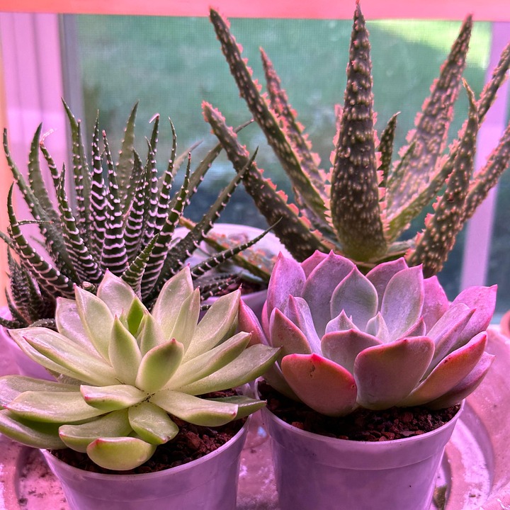 Succulent Plantes Succulentes - Photo gratuite sur Pixabay - Pixabay