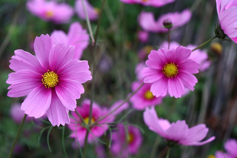 Fleurs Automne Fleur D'Automne - Photo gratuite sur Pixabay