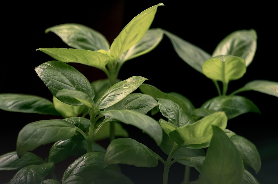Albahaca Basil Plantas - Foto gratis en Pixabay