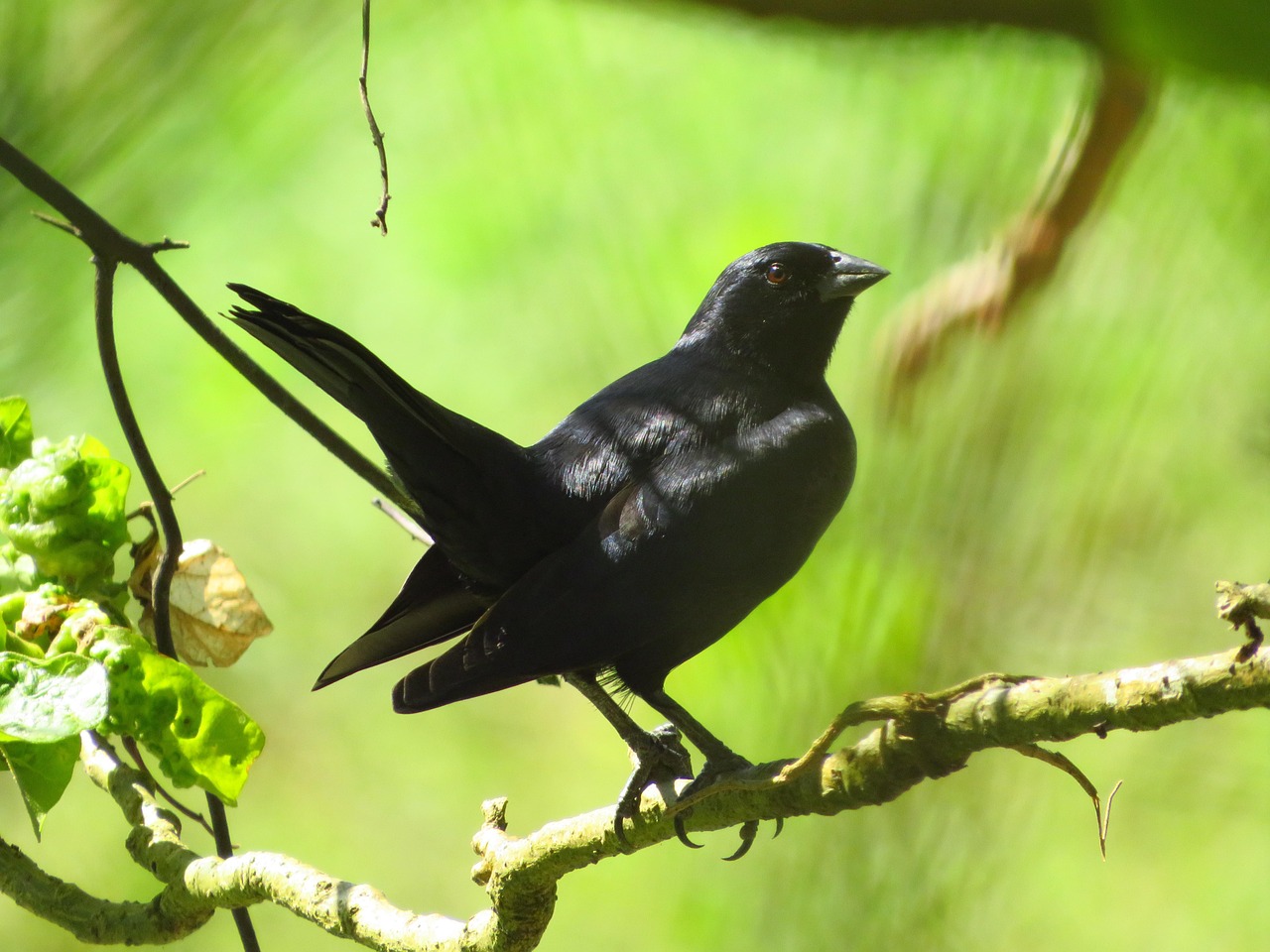 Pretp Bird - Free photo on Pixabay