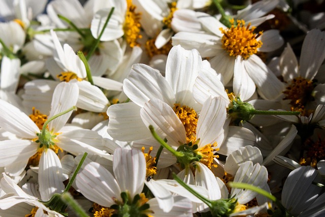 Flor Blanco Jardín - Foto gratis en Pixabay - Pixabay