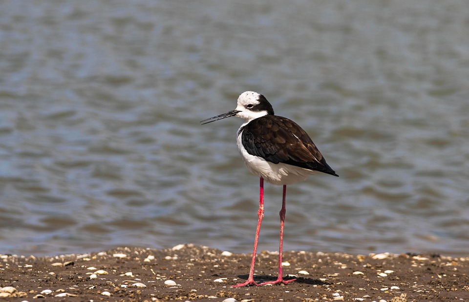 Wader Stilt Mexican Himantopus - Free photo on Pixabay