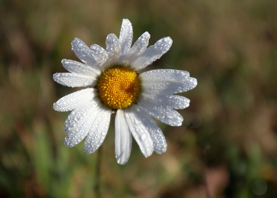 Leucanthemum Vulgare Ox-Eye Daisy - Free photo on Pixabay
