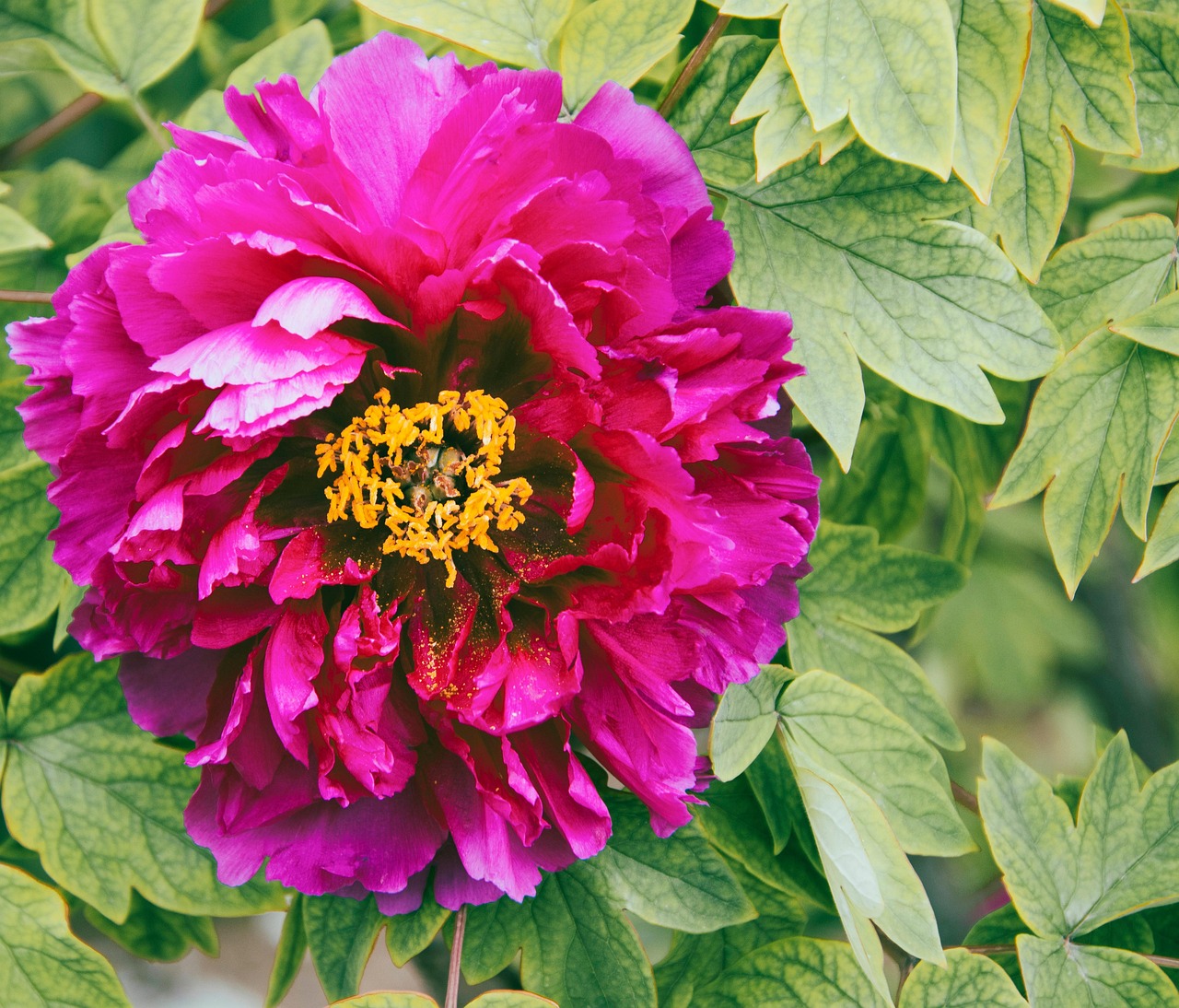 Pfingstrose Blume Pflanze Rosa - Kostenloses Foto auf Pixabay - Pixabay