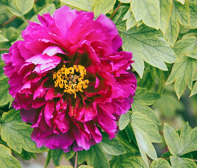 Pivoine Fleur Plantes Rose - Photo gratuite sur Pixabay