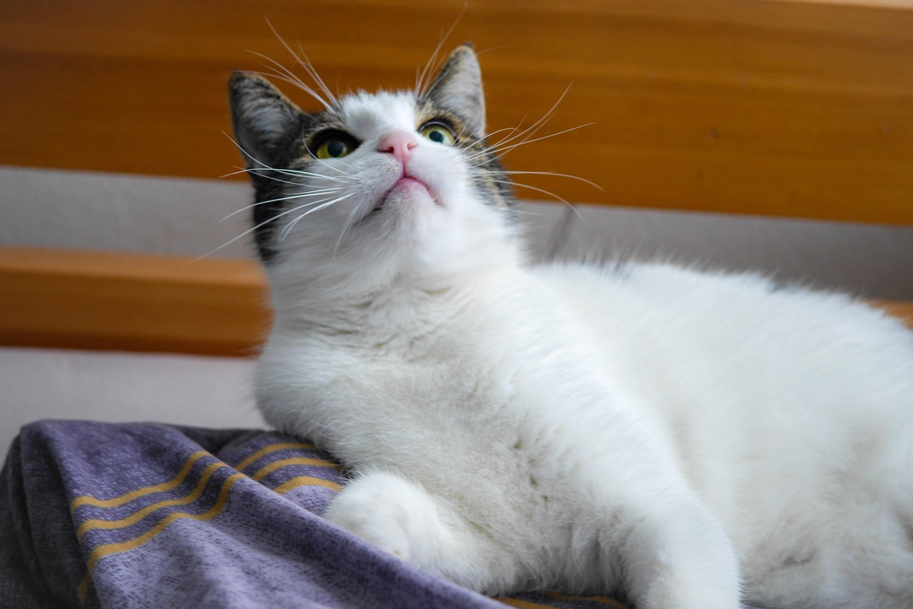 可爱的 毛茸茸的 小猫 Pixabay上的免费照片 Pixabay