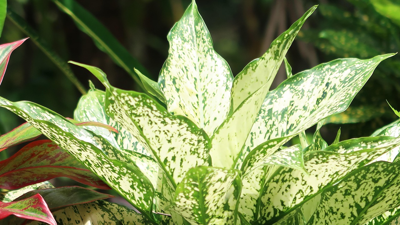 Les Plantes Nature - Photo gratuite sur Pixabay - Pixabay
