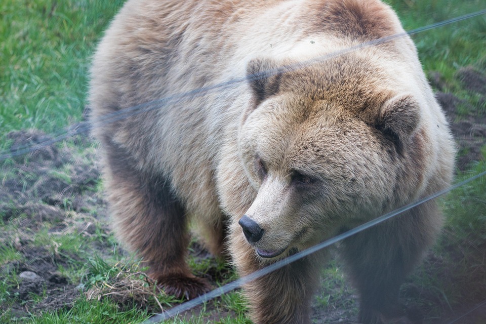 Urso Marrom Animal Animais - Foto gratuita no Pixabay - Pixabay
