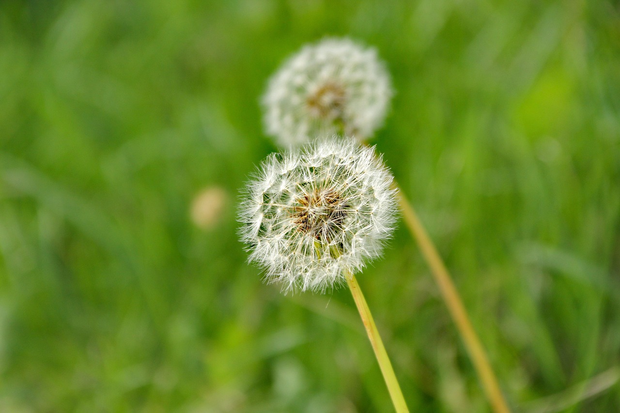 Dandelion Flower Wish - Free photo on Pixabay - Pixabay