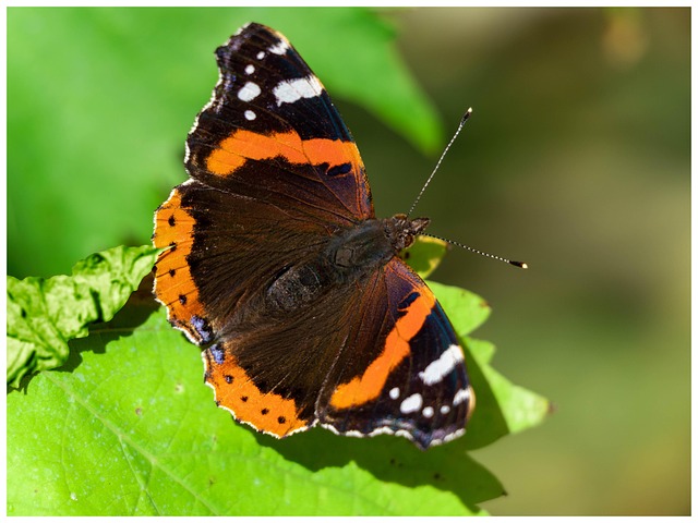 Butterfly Caterpillar Larva - Free photo on Pixabay