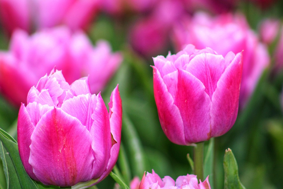 Tulipán Rosado Naturaleza - Foto gratis en Pixabay